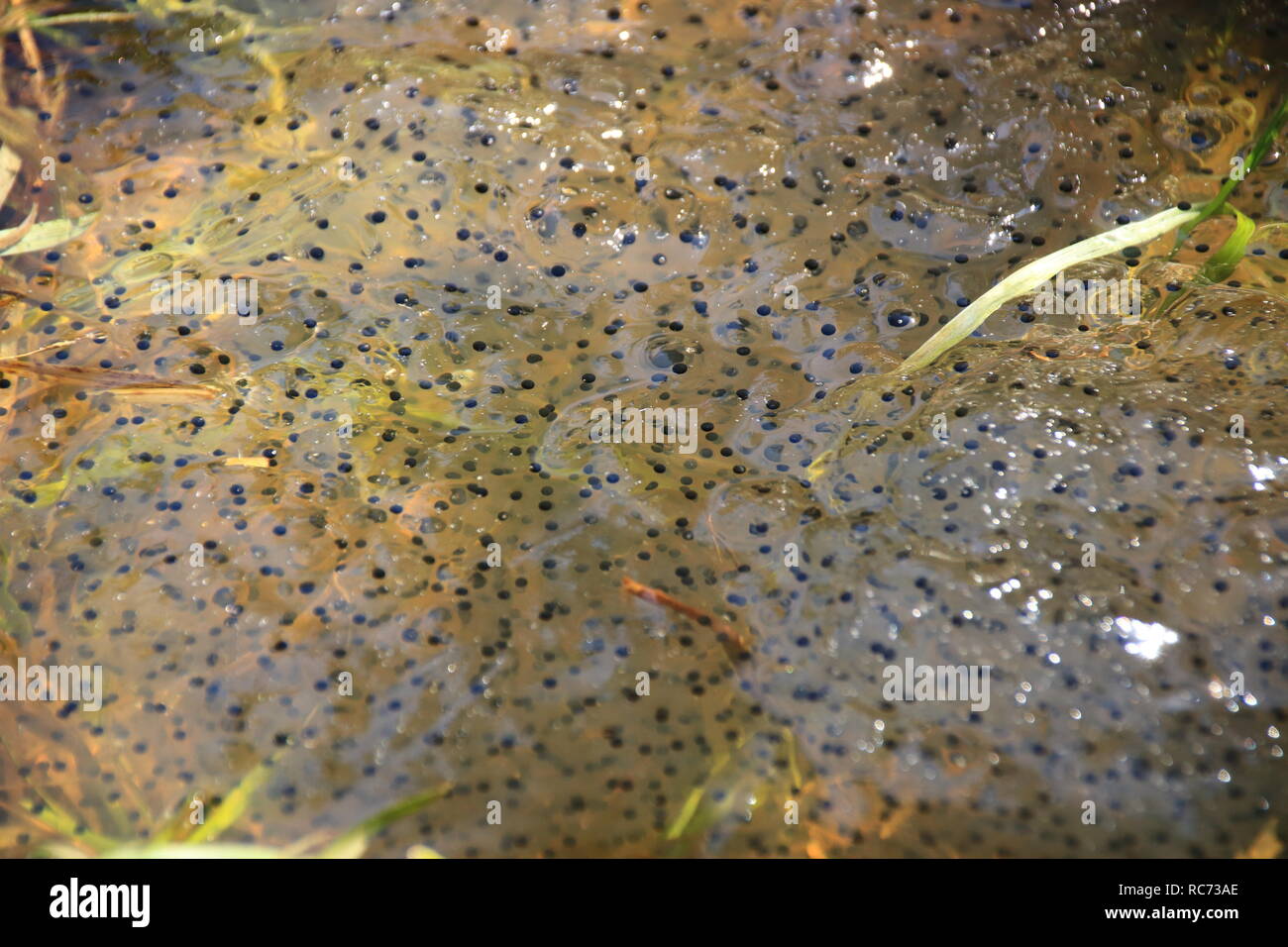 Frogs in a small pool Stock Photo - Alamy