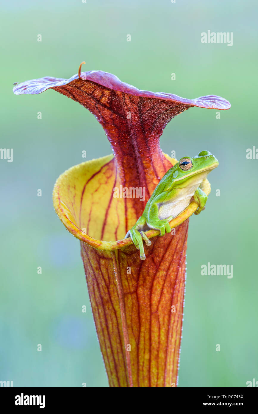 Pitcher Plant Eating Frog