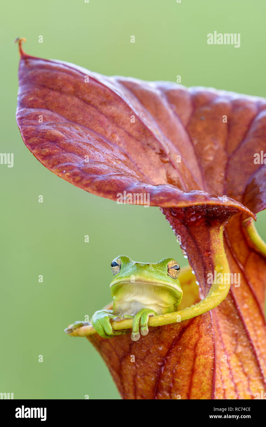 Pitcher Plant Eating Frog