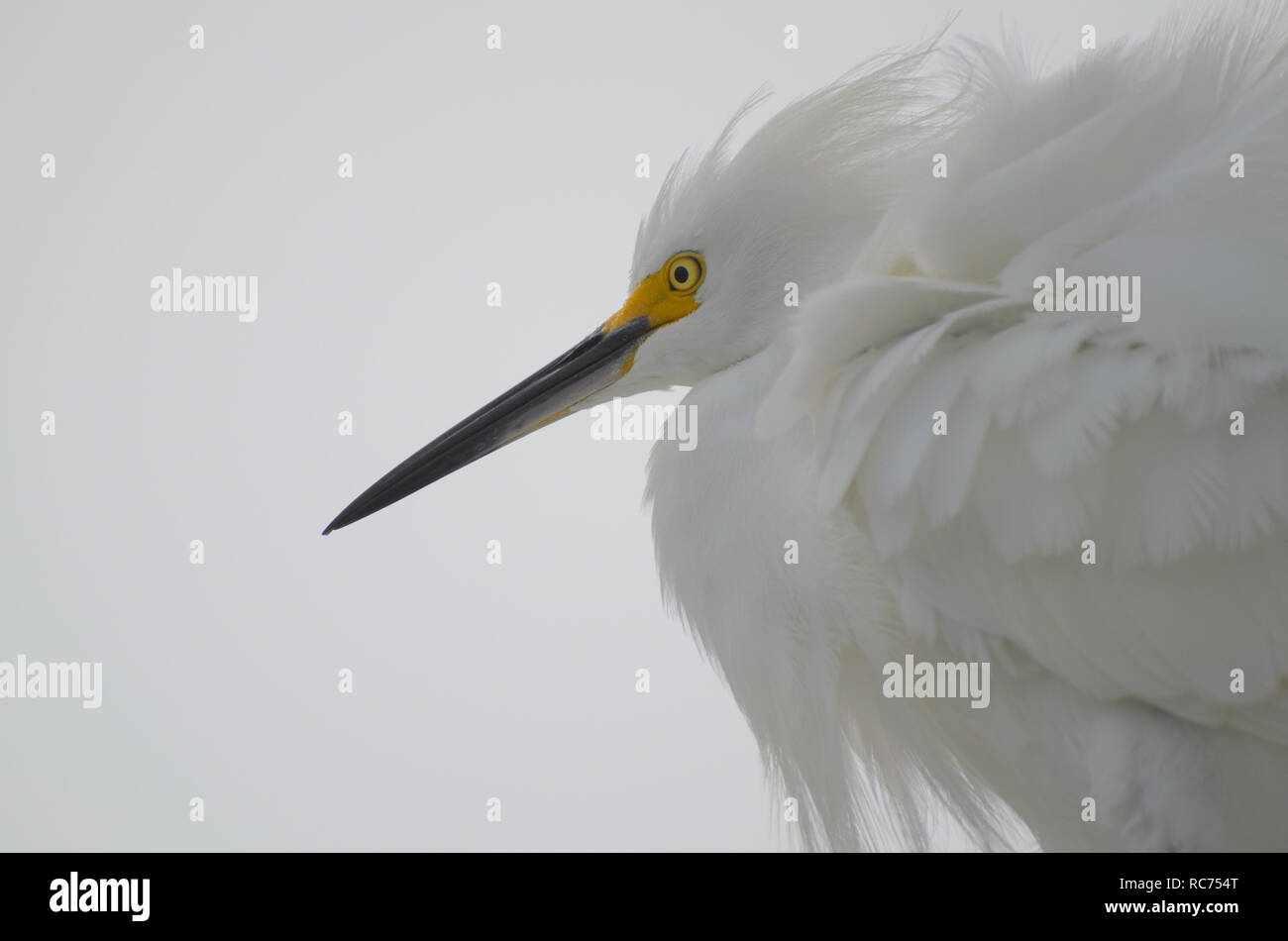 Egret feathers up close hi-res stock photography and images - Alamy