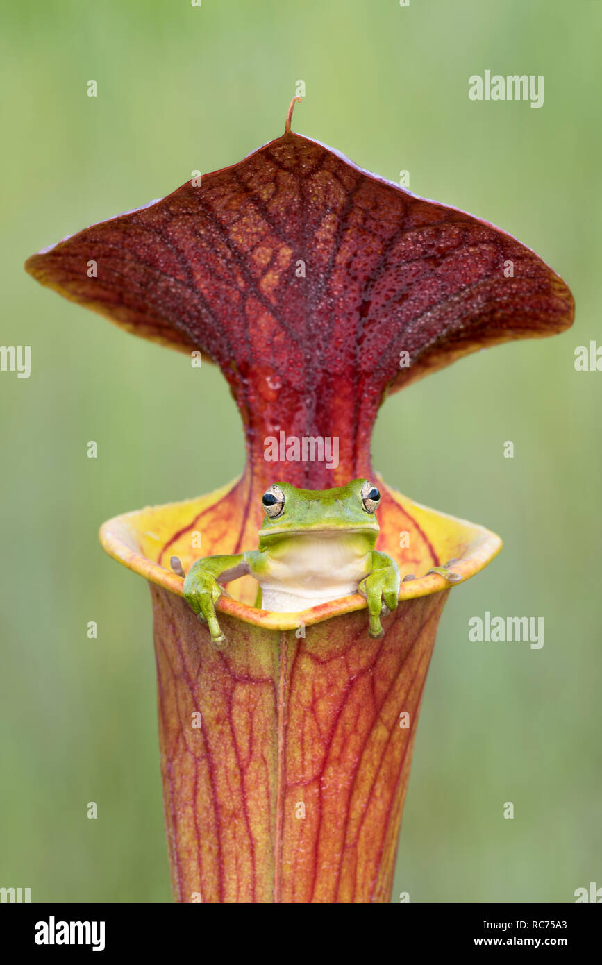 Pitcher Plant Eating Frog