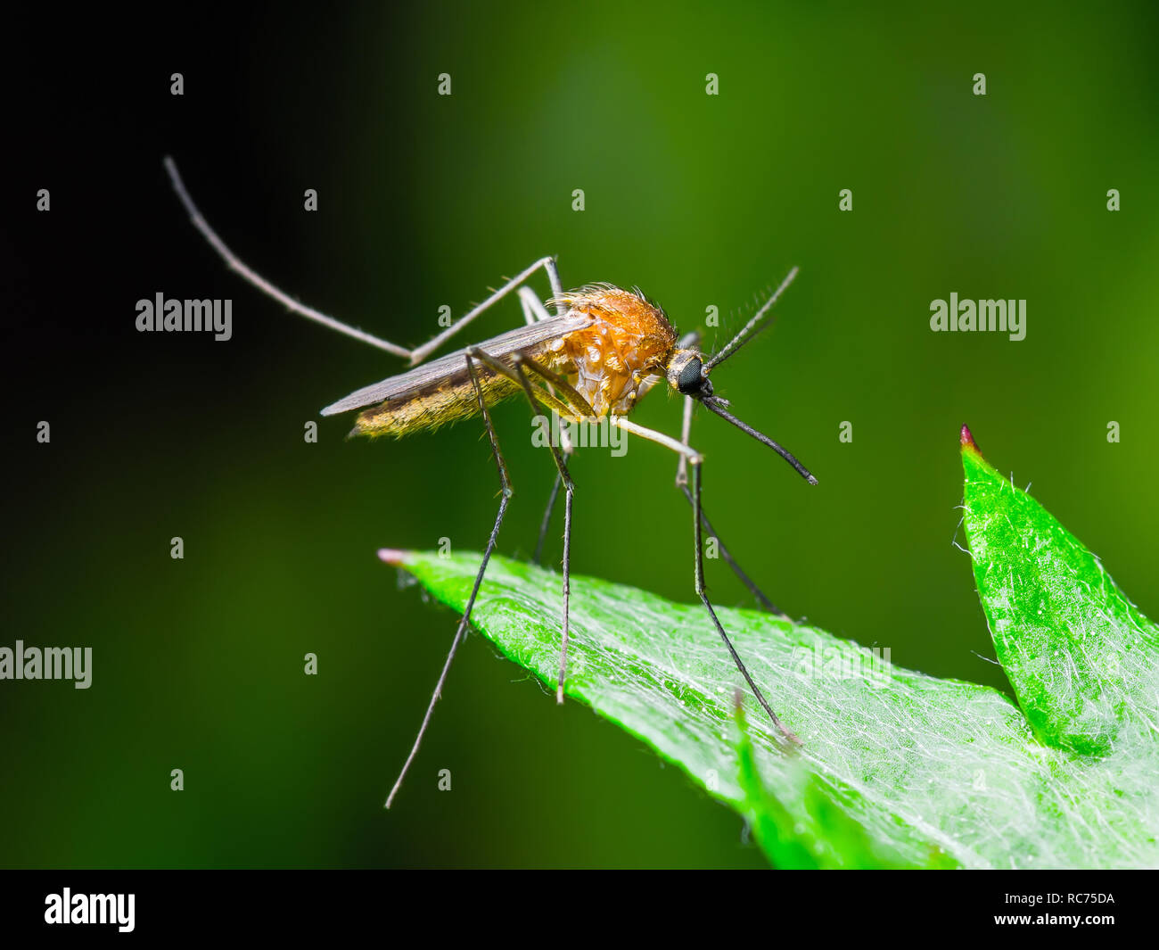 Tropical Infection High Resolution Stock Photography and Images - Alamy