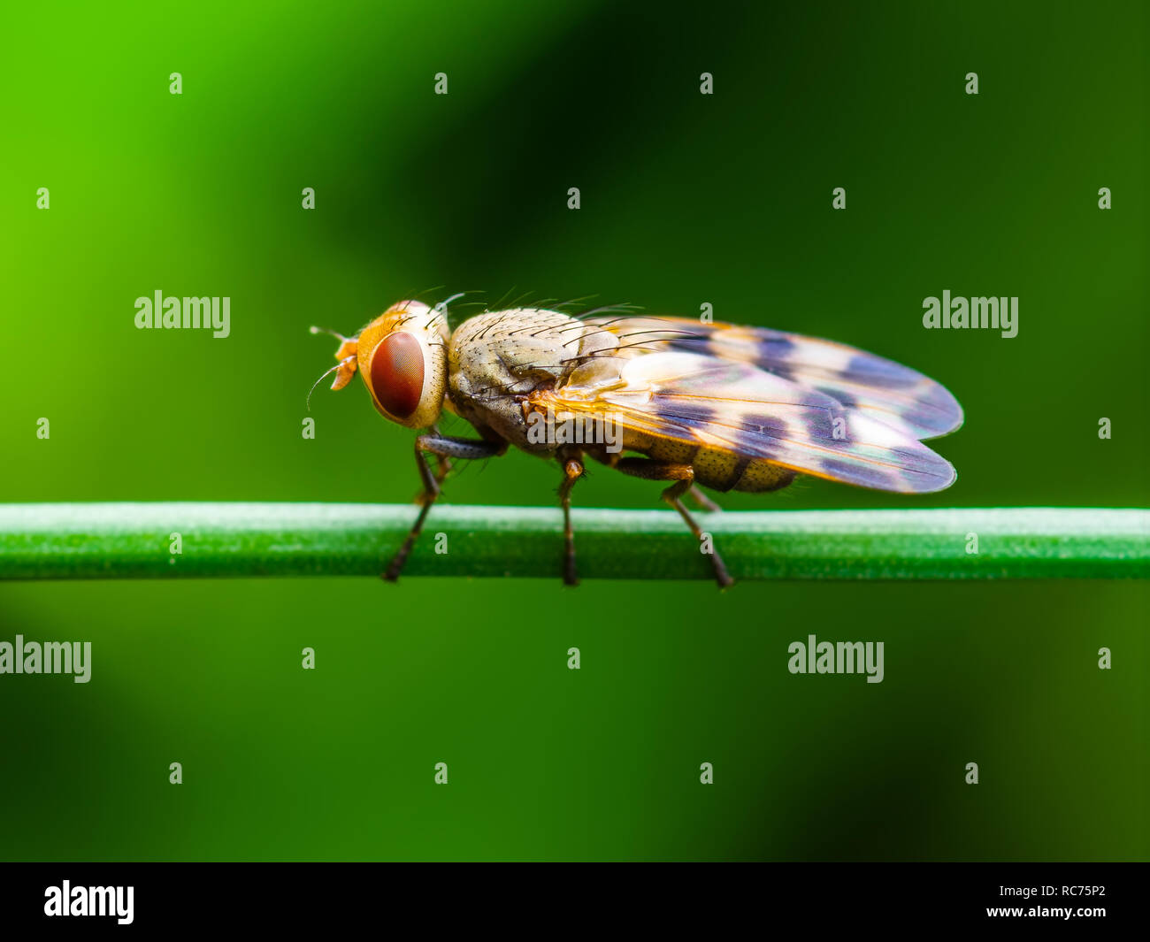 Cyan grass green hi-res stock photography and images - Alamy