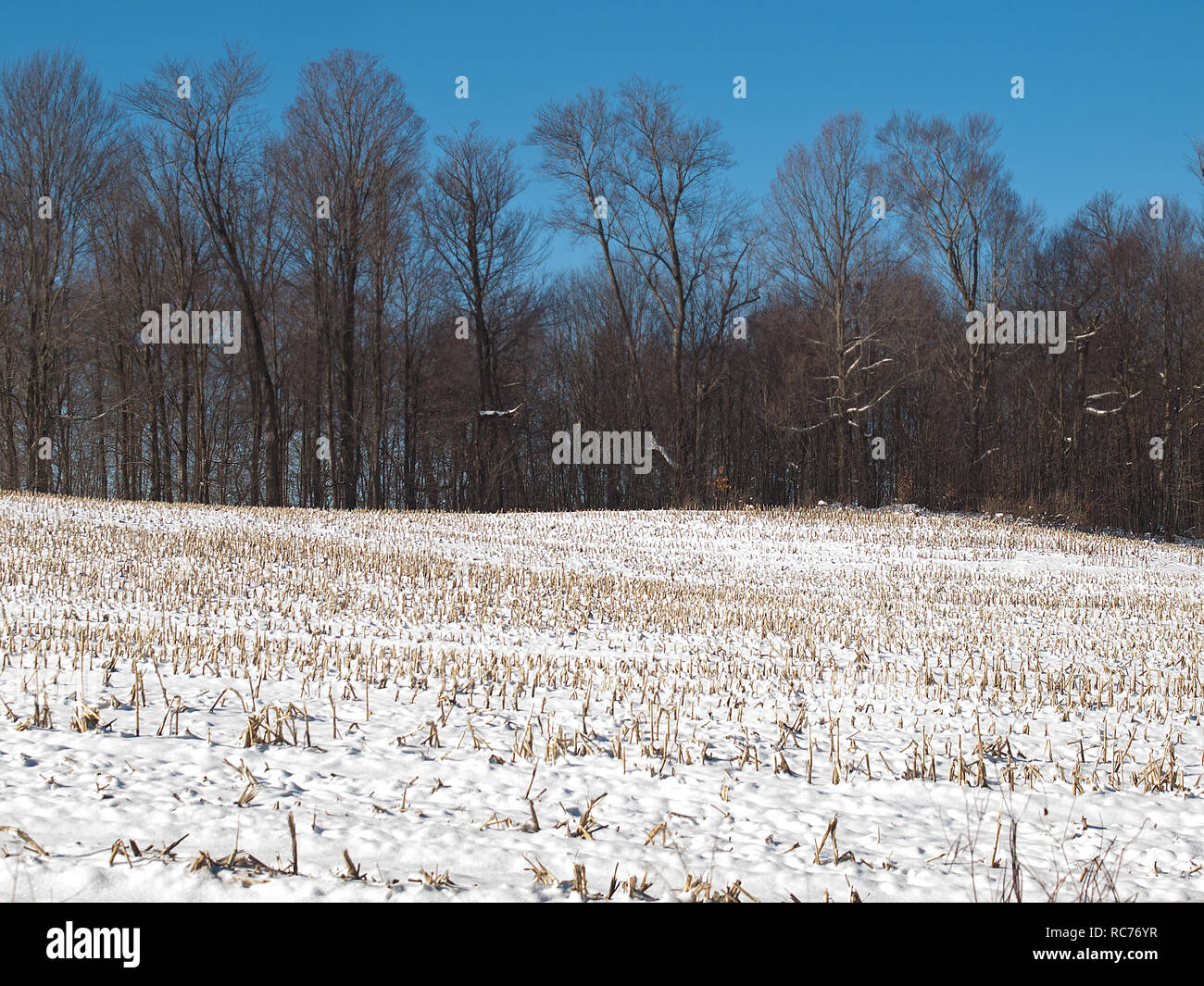 Frost covered pastures hi-res stock photography and images - Alamy
