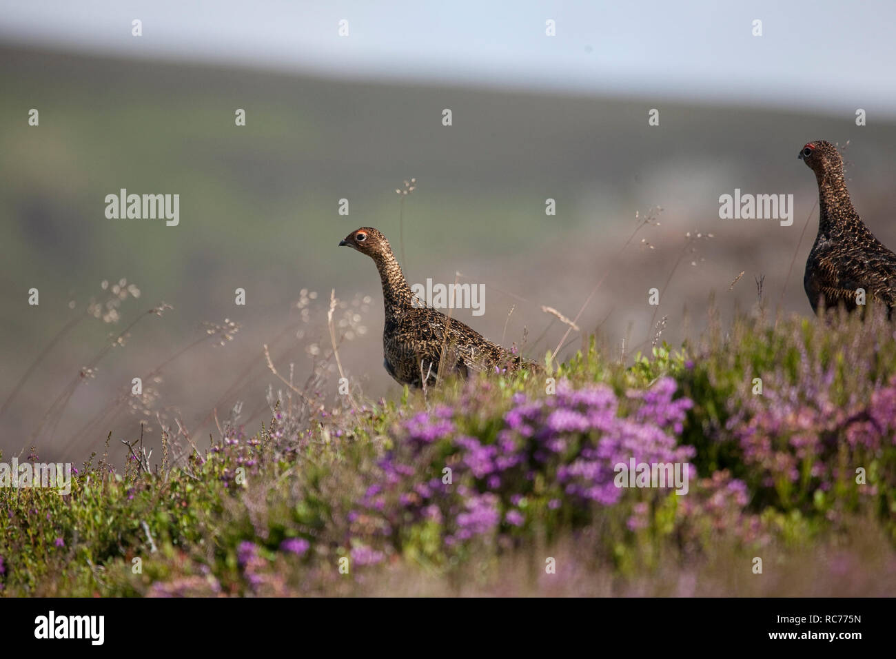 Heather hills and a Covey of Red Grouse juveniles on the highland moors ...