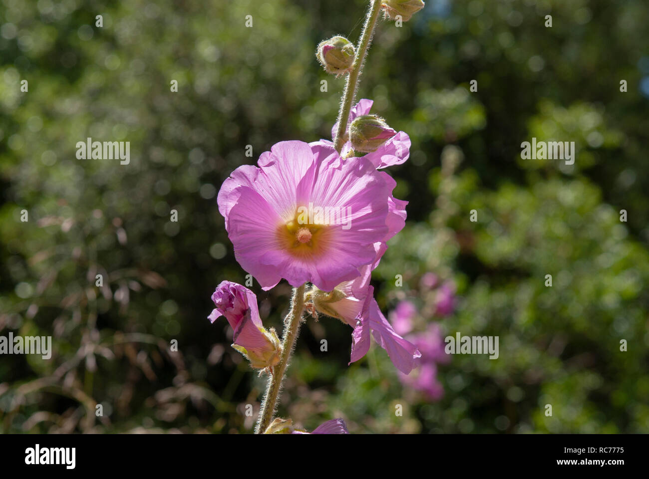 Selective focus image of a Bristly Hollyhock (Alcea setosa ...
