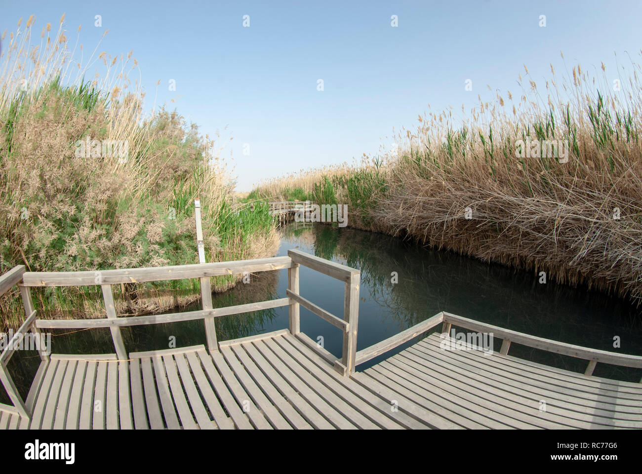 Papyrus reeds hi-res stock photography and images - Alamy