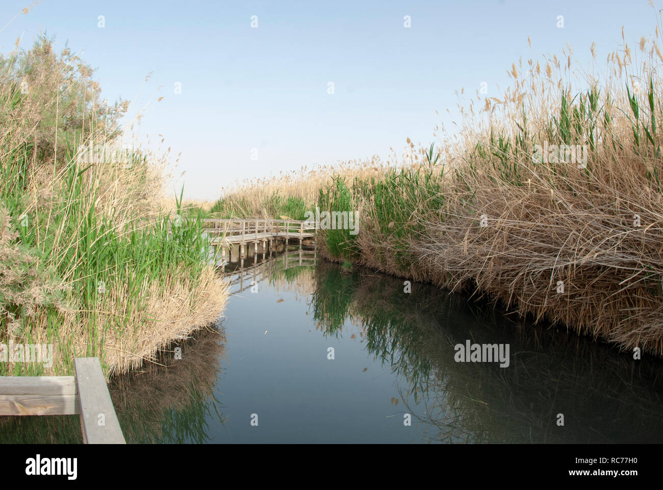 Reeds bloom in a desert oasis in Jordan Stock Photo - Alamy