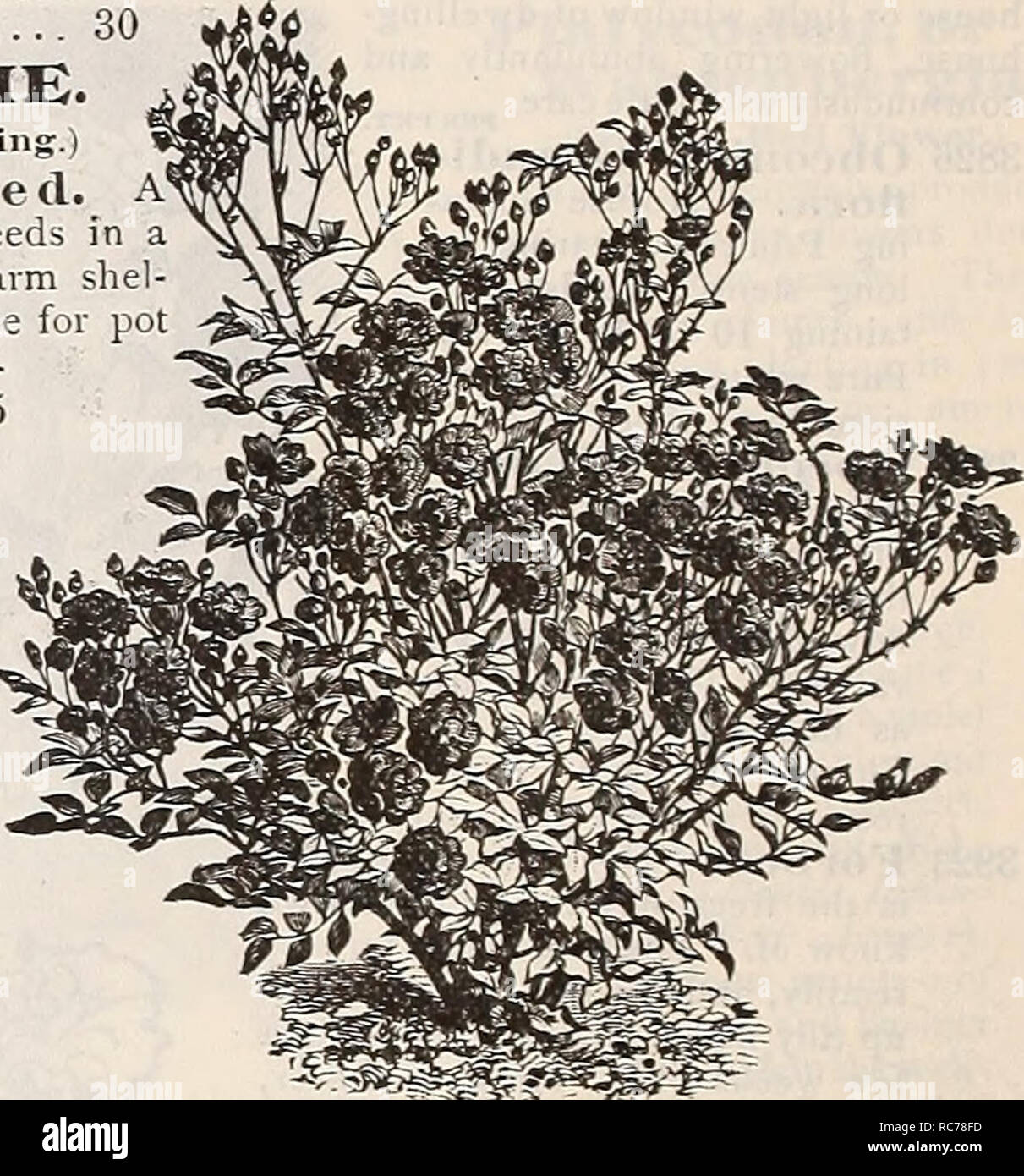 . Dreer's garden calendar : 1900. Seeds Catalogs; Nursery stock ...