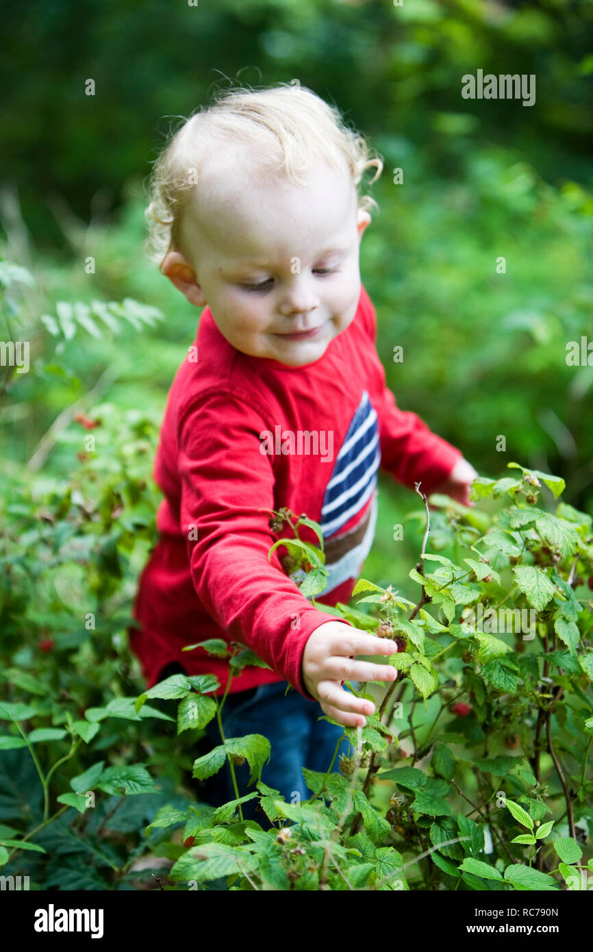 Boy picking raspberrys Stock Photo - Alamy