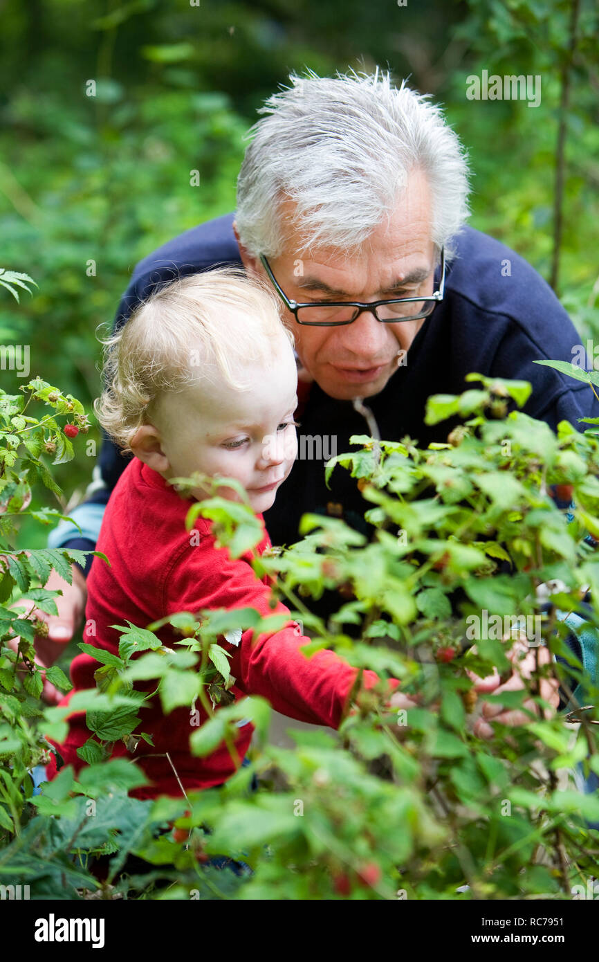 Raspberrys hi-res stock photography and images - Alamy