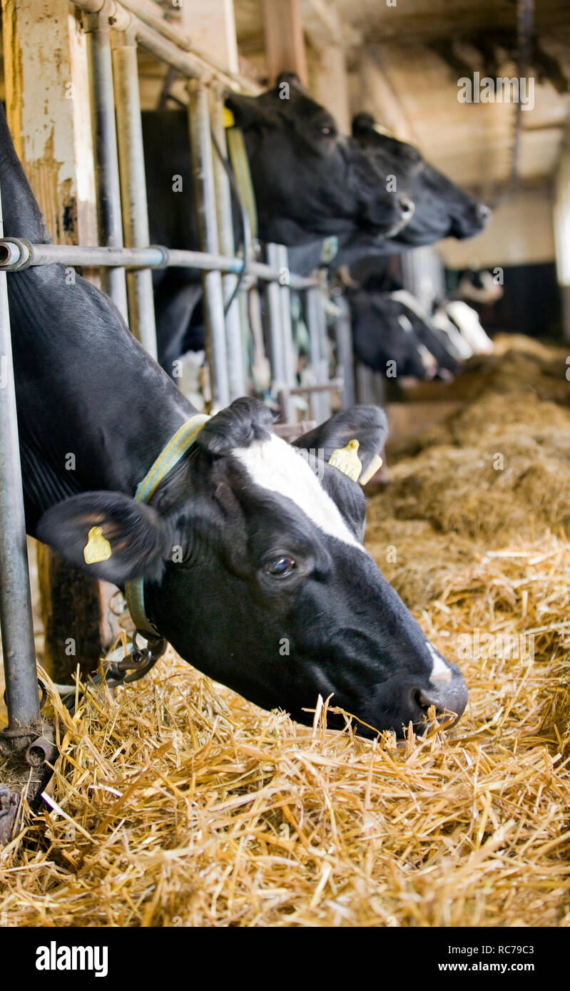 Livestock barn hi-res stock photography and images - Alamy