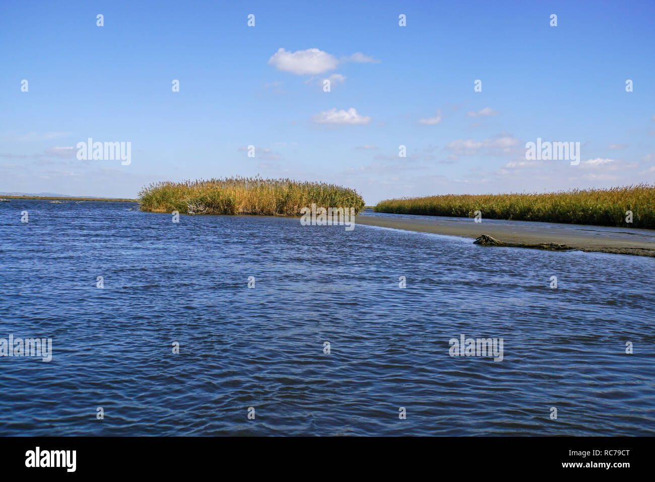 Reeds grow in the swamp caused by the Evros River, Thrace, Greece Stock ...