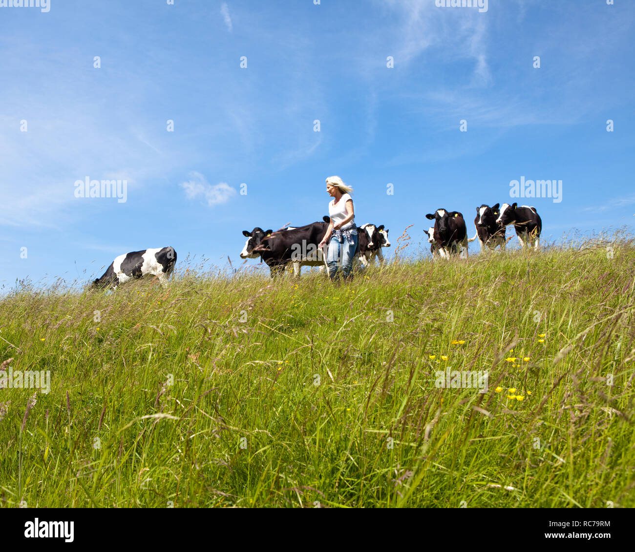 farmer and cows Stock Photo - Alamy