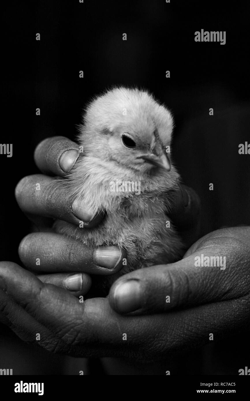 Hands holding chicken hi-res stock photography and images - Alamy