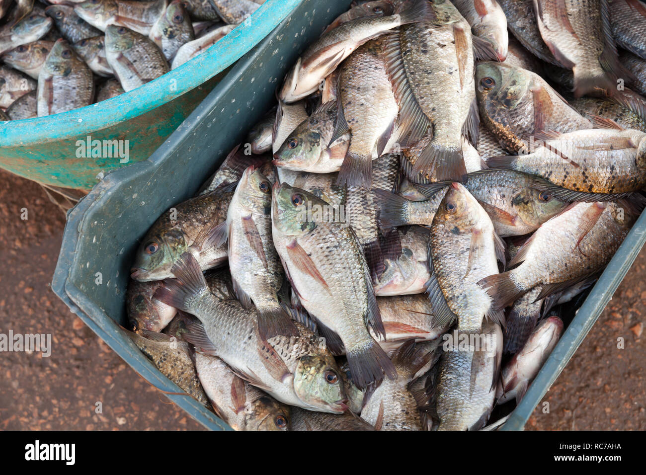 Fish catch. Sargo or white seabream fishes lay in green plastic boxes ...