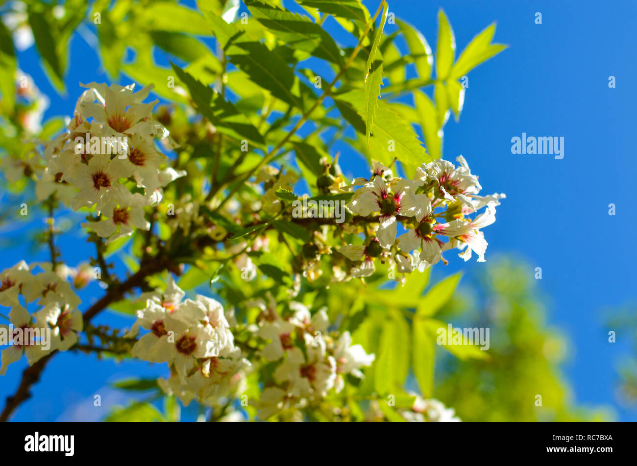 Bossom of white flowers on the tree with background of blue sky Stock ...