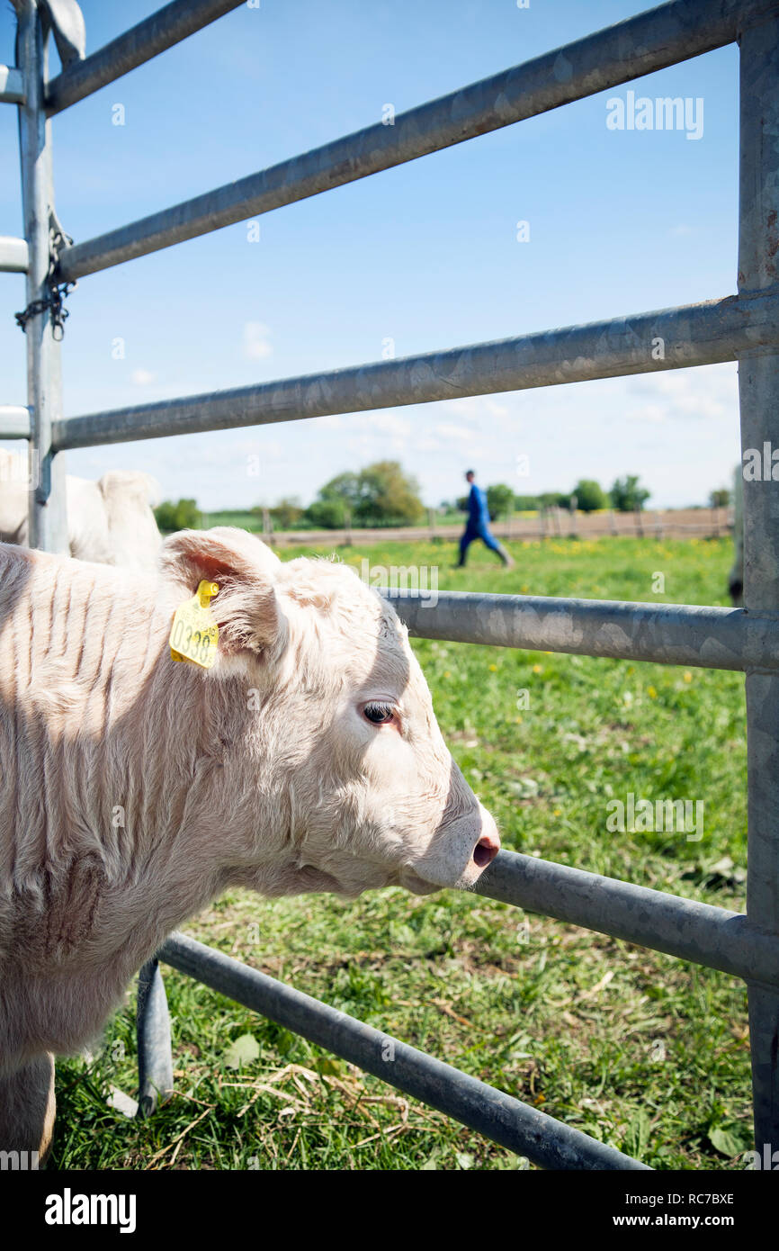 Young cow in cage Stock Photo - Alamy