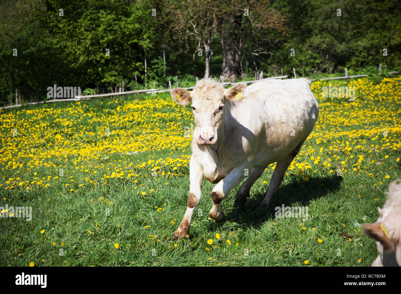 Running cow hi-res stock photography and images - Alamy