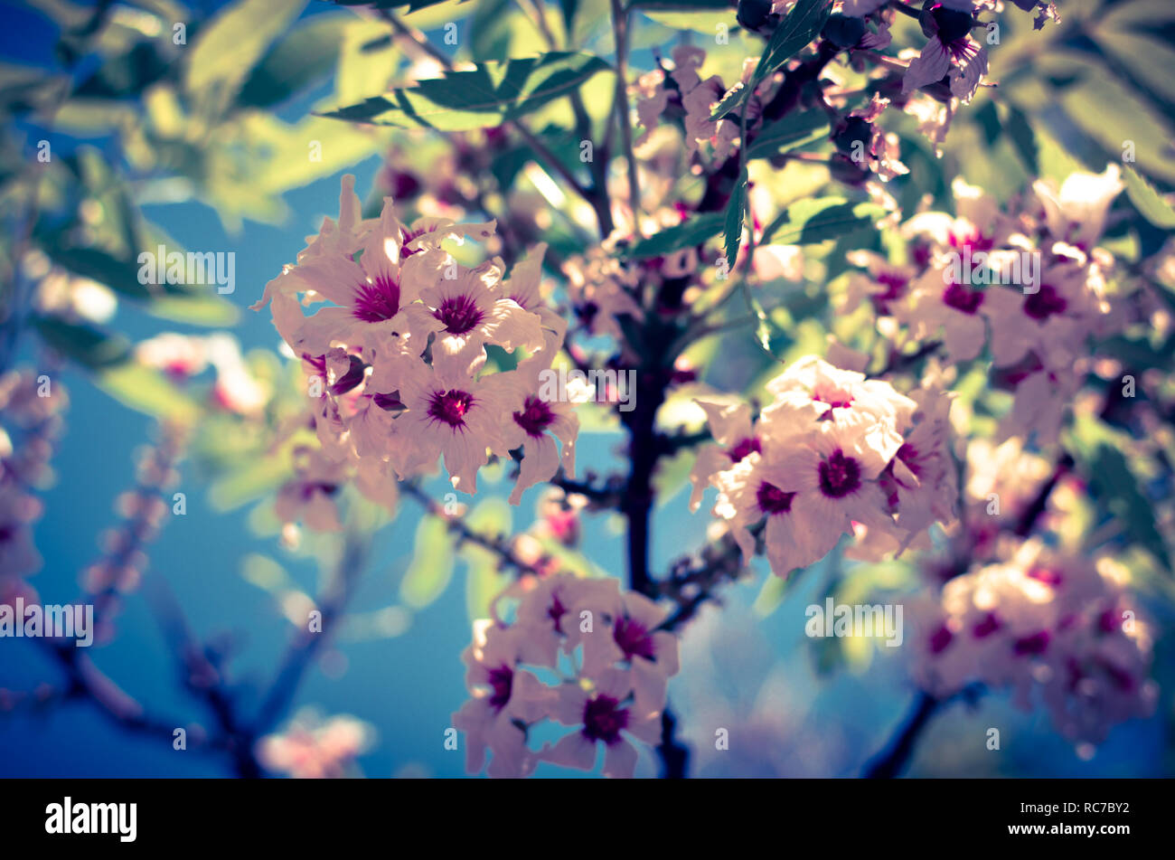 Bossom of white flowers on the tree with background of blue sky Stock ...