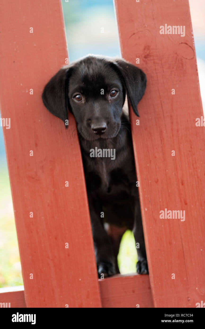 Dog looking through fence hi-res stock photography and images - Alamy