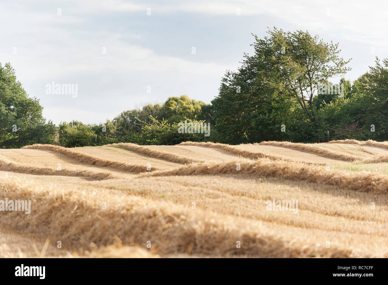 Cultivate landscape hi-res stock photography and images - Alamy