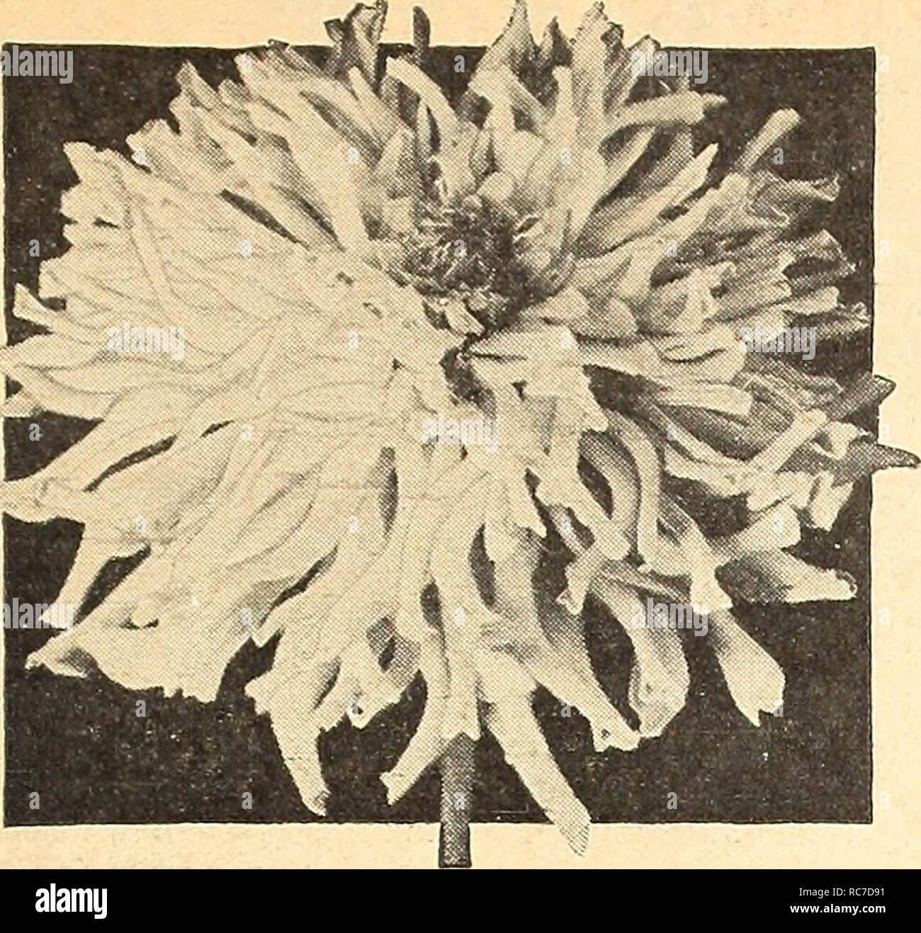 Stardust rose hi-res stock photography and images - Alamy