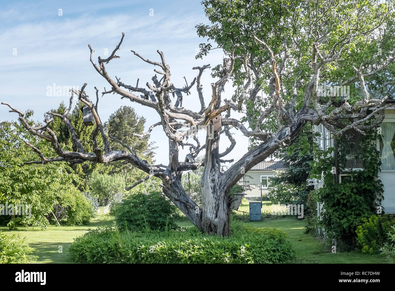 Dead tree in garden Stock Photo - Alamy