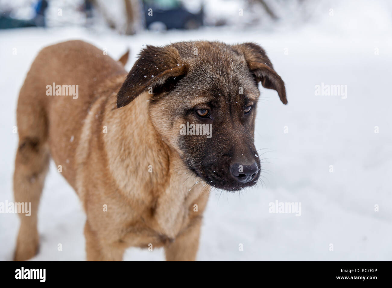 How Cold Can Dogs Survive Outside