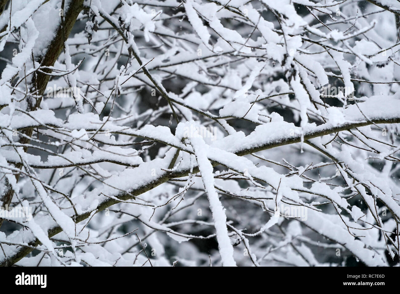 Tree branches covered by snow Stock Photo - Alamy