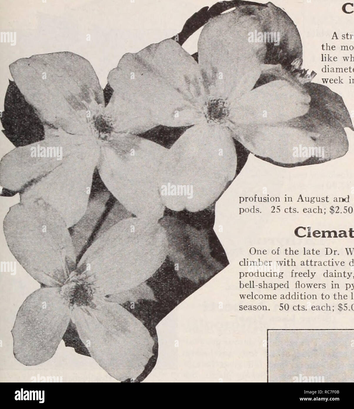 Type 1 clematis hi-res stock photography and images - Alamy