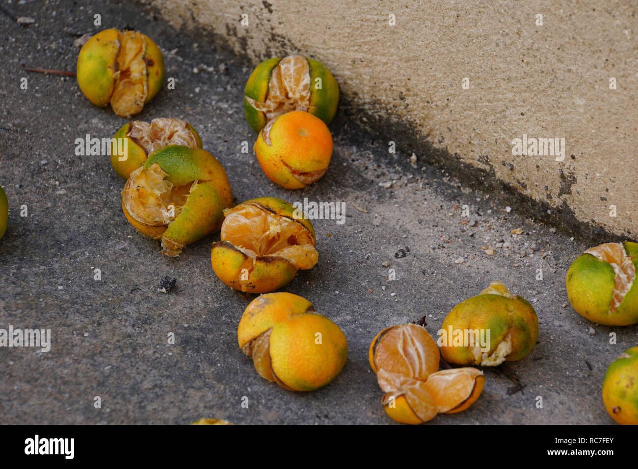 Rotting Fruit Under Tree High Resolution Stock Photography and Images ...