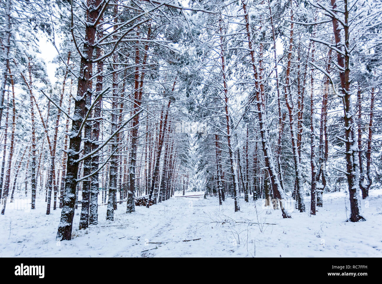 Snow winter forest with tall pines, snowy trees. Winter fairy forest ...
