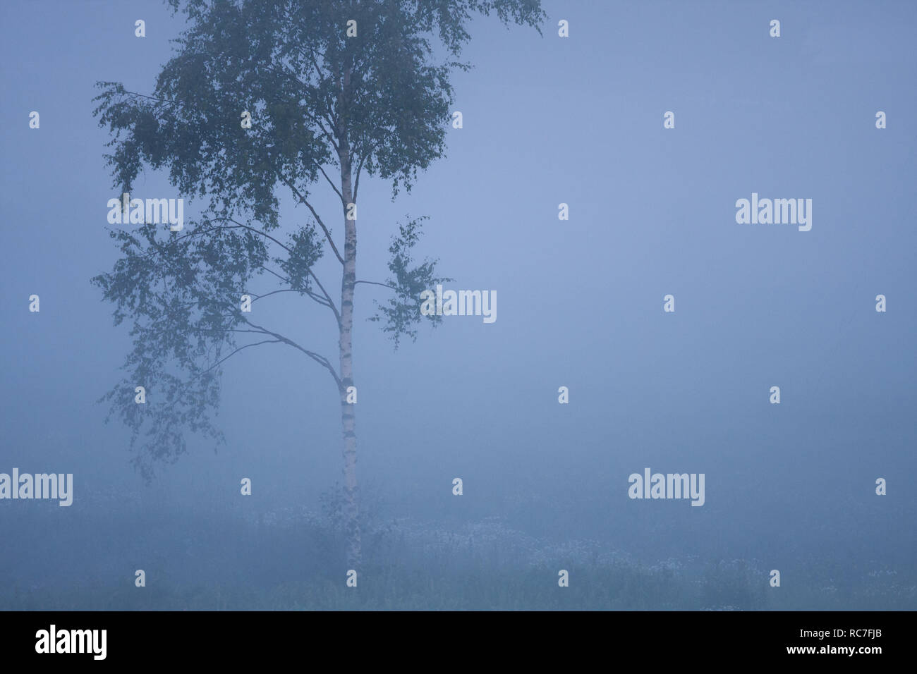 Thick fog background hi-res stock photography and images - Alamy