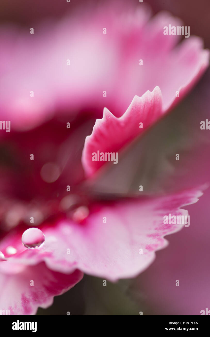 Water drop on pink flower petal Stock Photo - Alamy