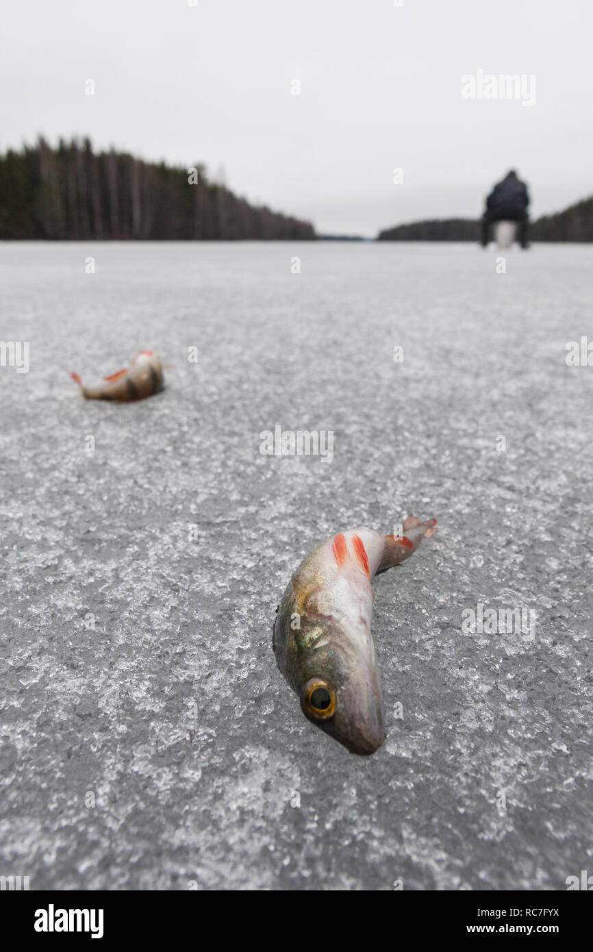 Dead fish on frozen lake ice Stock Photo - Alamy