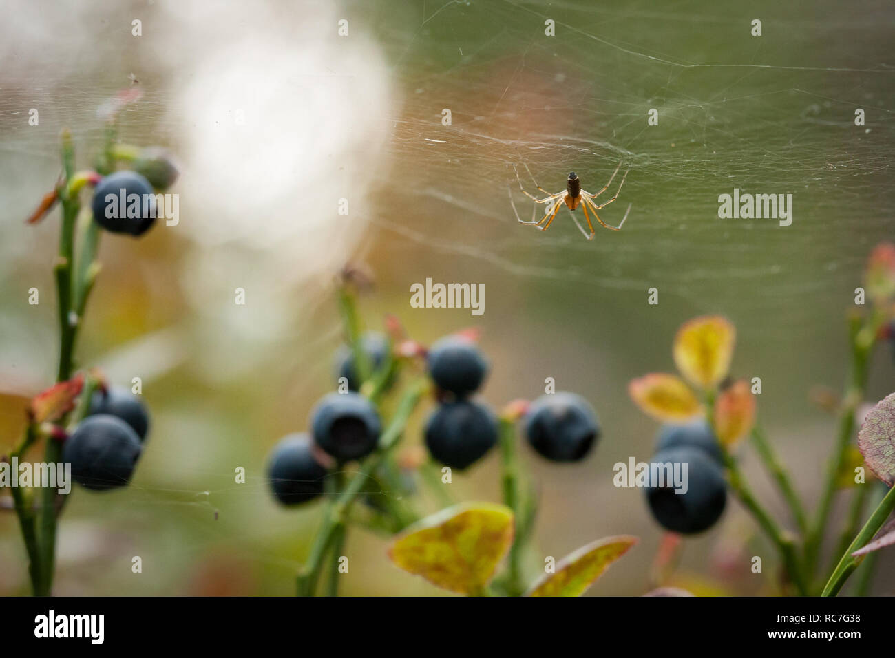 Small spider in web at blueberry bush Stock Photo - Alamy