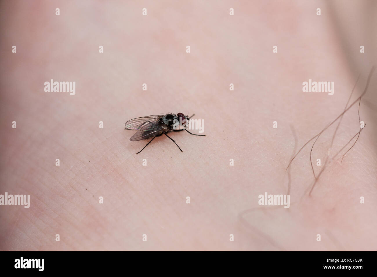 Fly human fly hi-res stock photography and images - Alamy