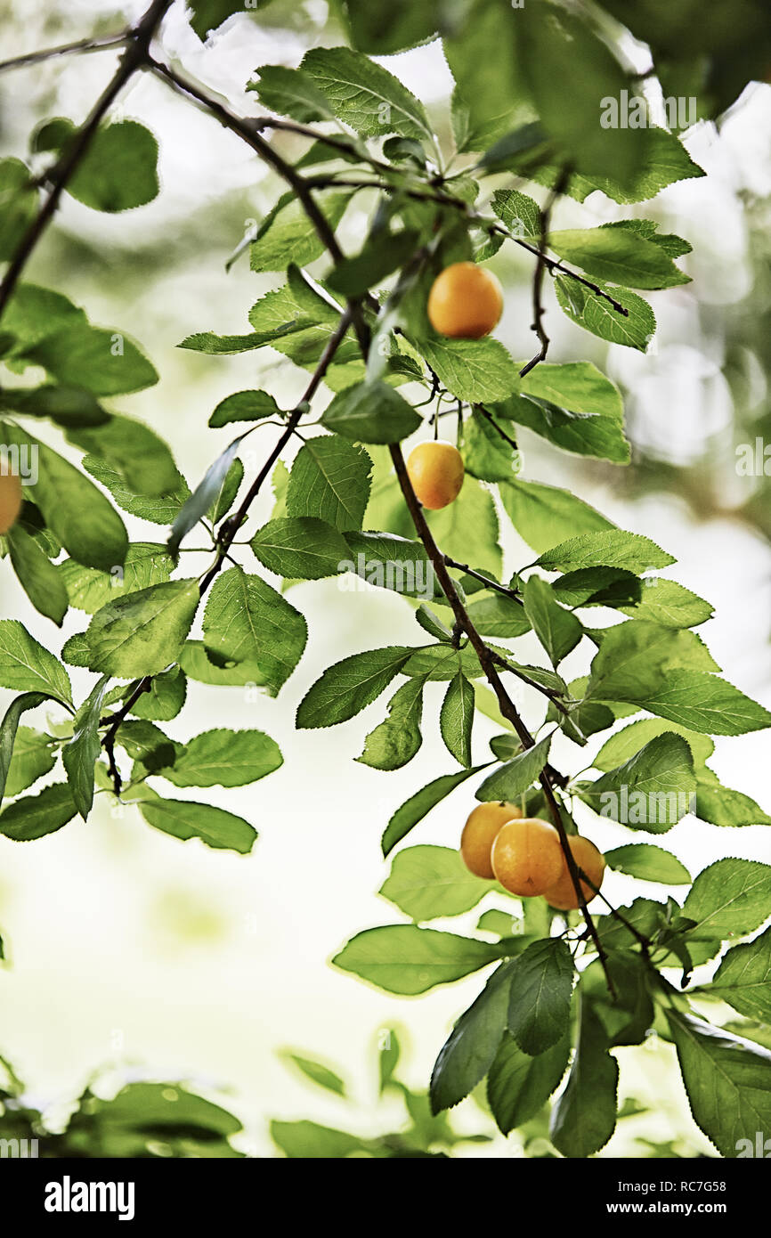 Mirabelle plum tree hi-res stock photography and images - Alamy