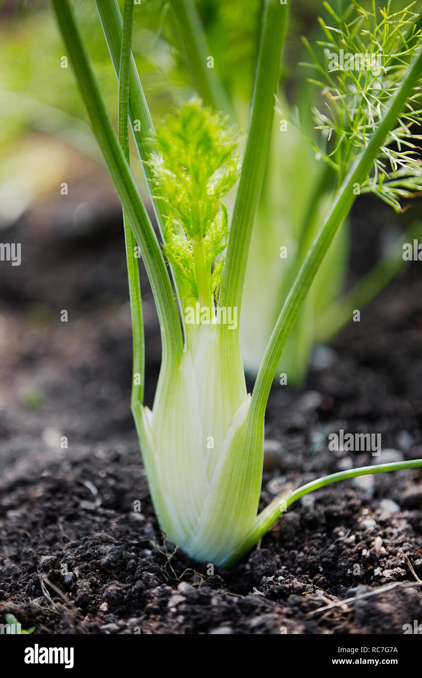 Close-up of fennel Stock Photo - Alamy