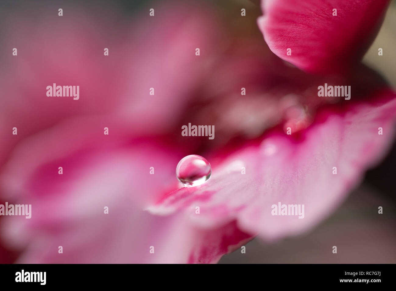 Waterdrop on flower hi-res stock photography and images - Alamy