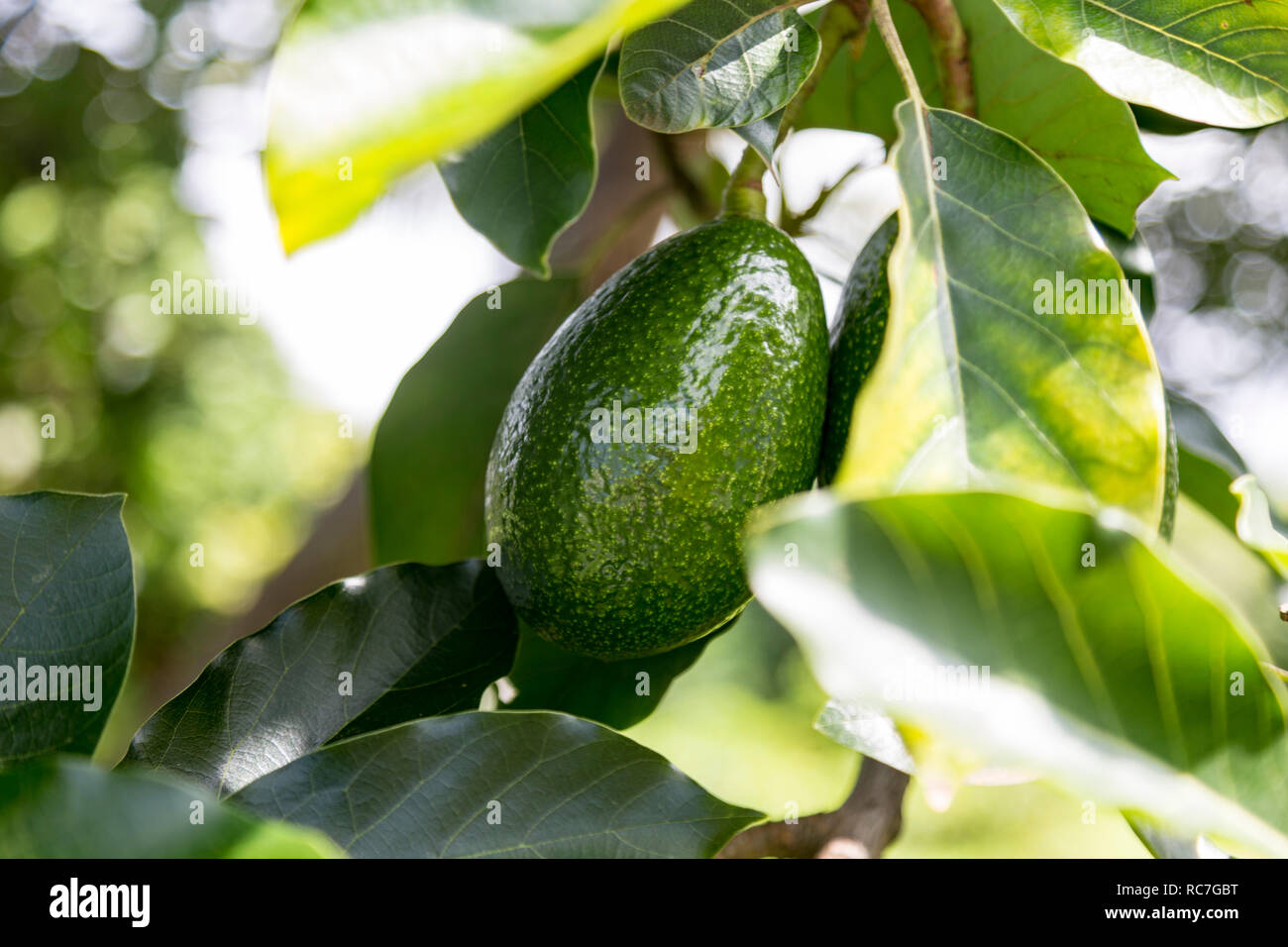 Avocado tree hi-res stock photography and images - Alamy