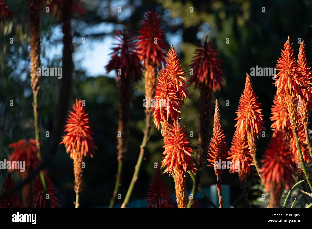 Candelabra aloe aloe arborescens hi-res stock photography and images ...
