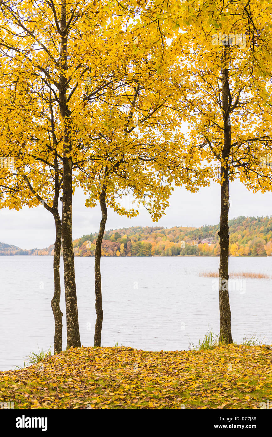 Lakeshore plants hi-res stock photography and images - Alamy
