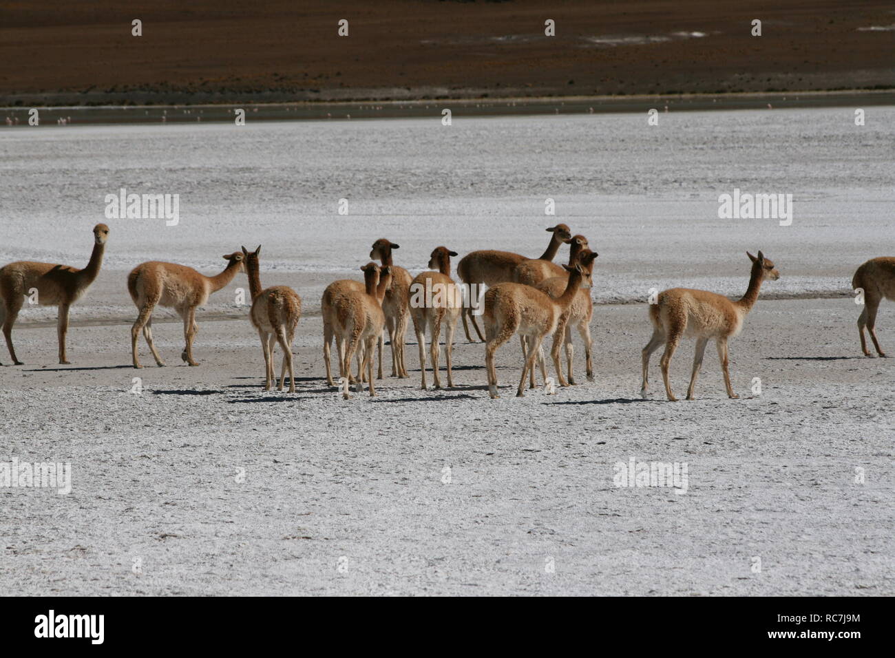 Vicuna habitat hi-res stock photography and images - Alamy