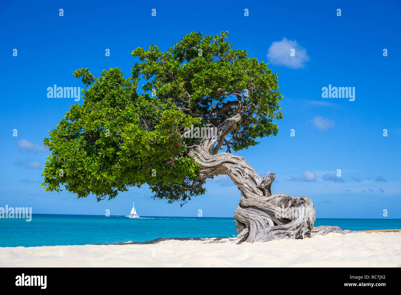 Tree at the beach Stock Photo - Alamy