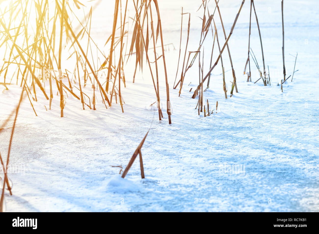 Dry reed in ice on lake surface in the winter Stock Photo - Alamy