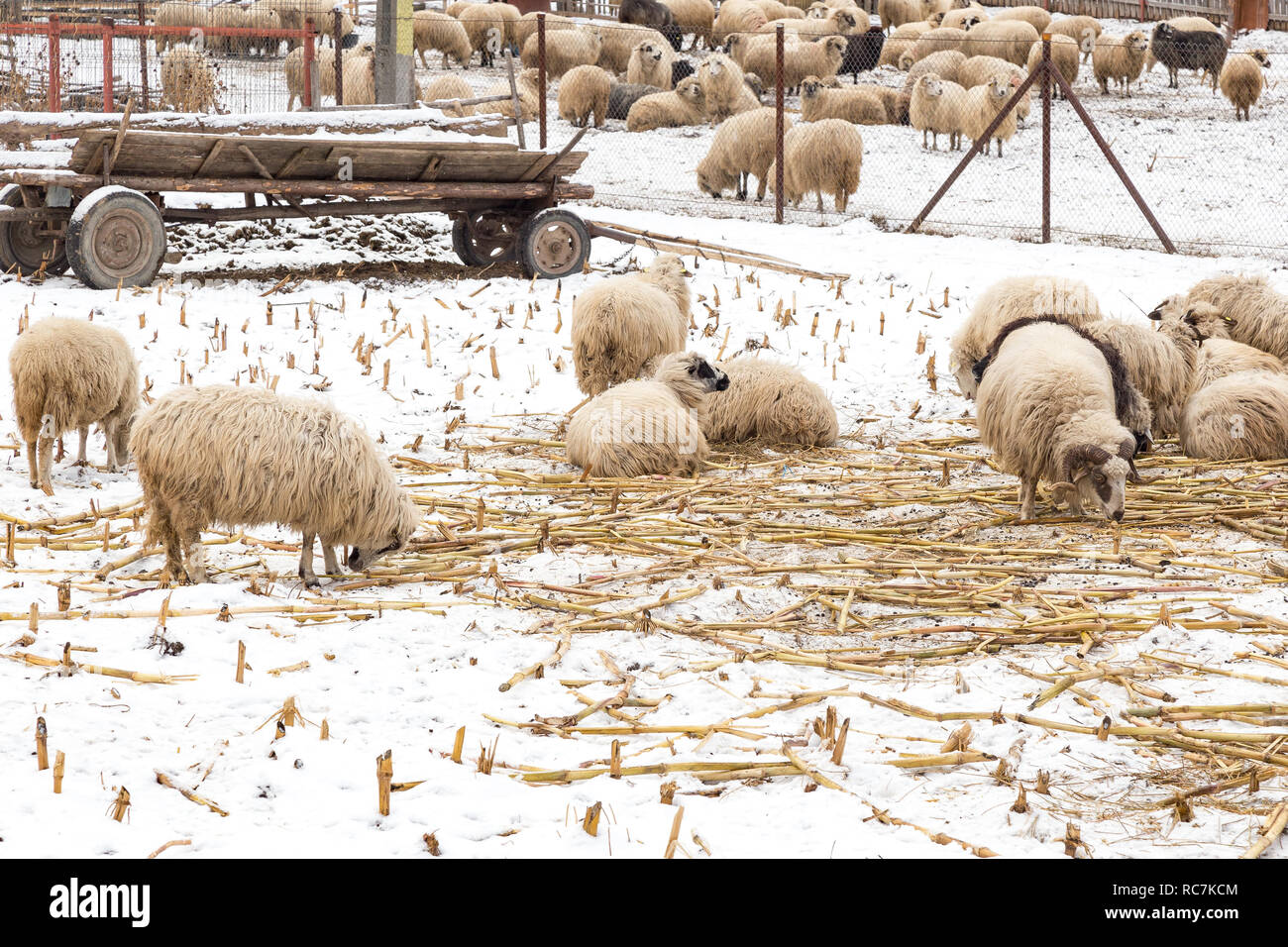 Paddocks horse sheep hi-res stock photography and images - Alamy