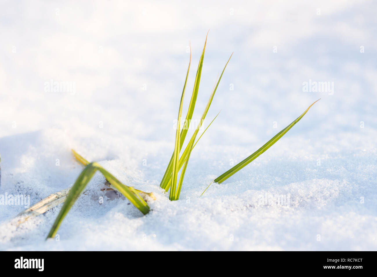 Green grass growing through snow Stock Photo - Alamy