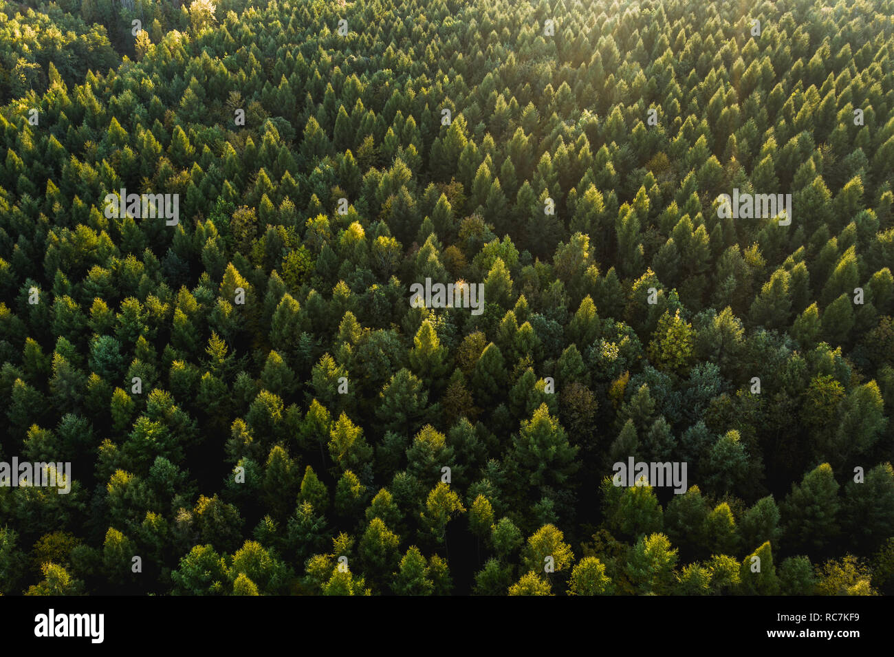 Aerial view forest beautiful hi-res stock photography and images - Alamy